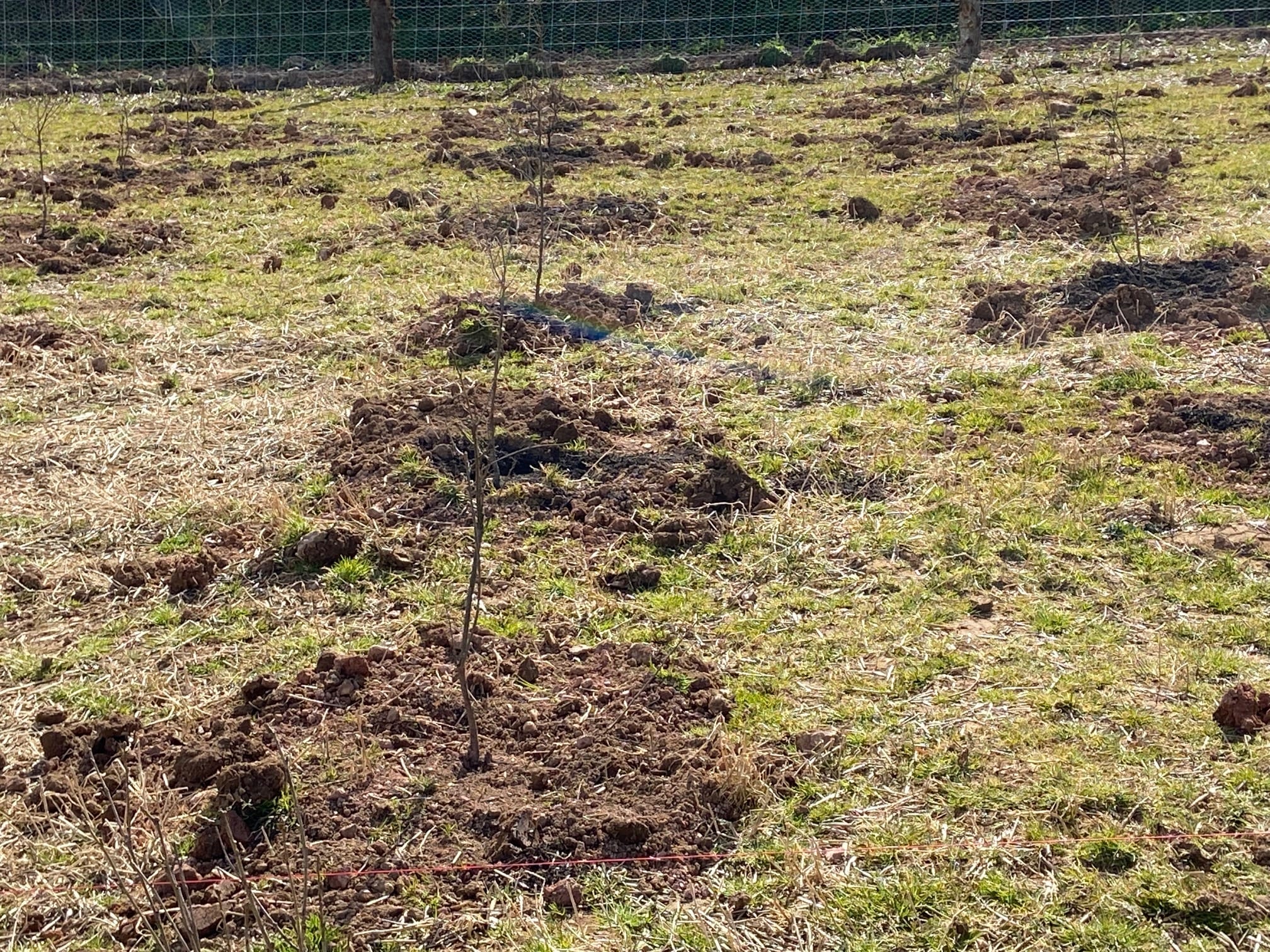 Creating a tree nursery at Langarth Garden Village - Langarth Garden ...